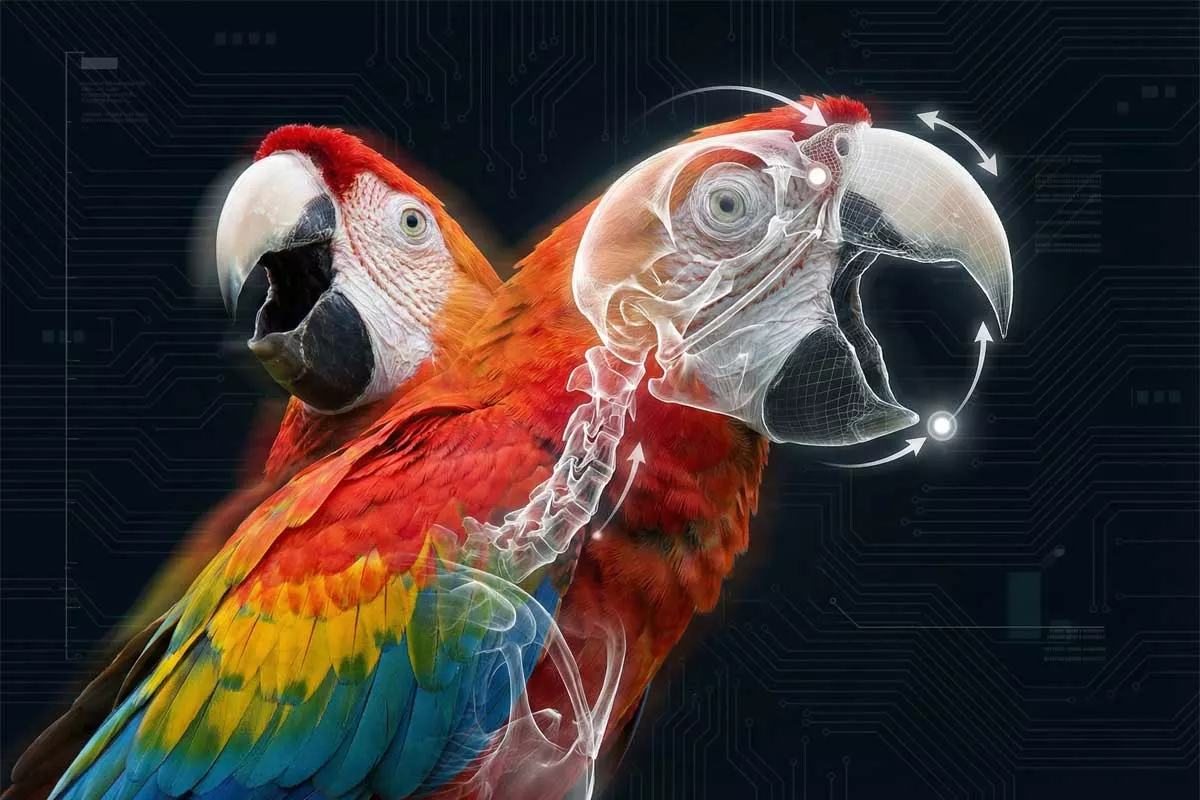 Bird Beaks: 5 Functional Types Explained (Complete Guide)