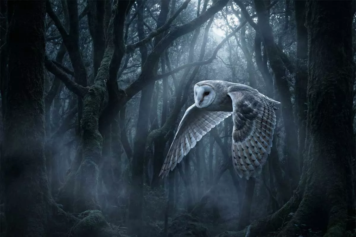 Do Blue Jays Migrate? Discover When and Why - Birds Tales