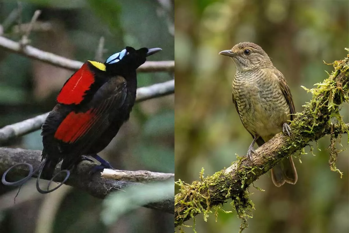 Birdstales