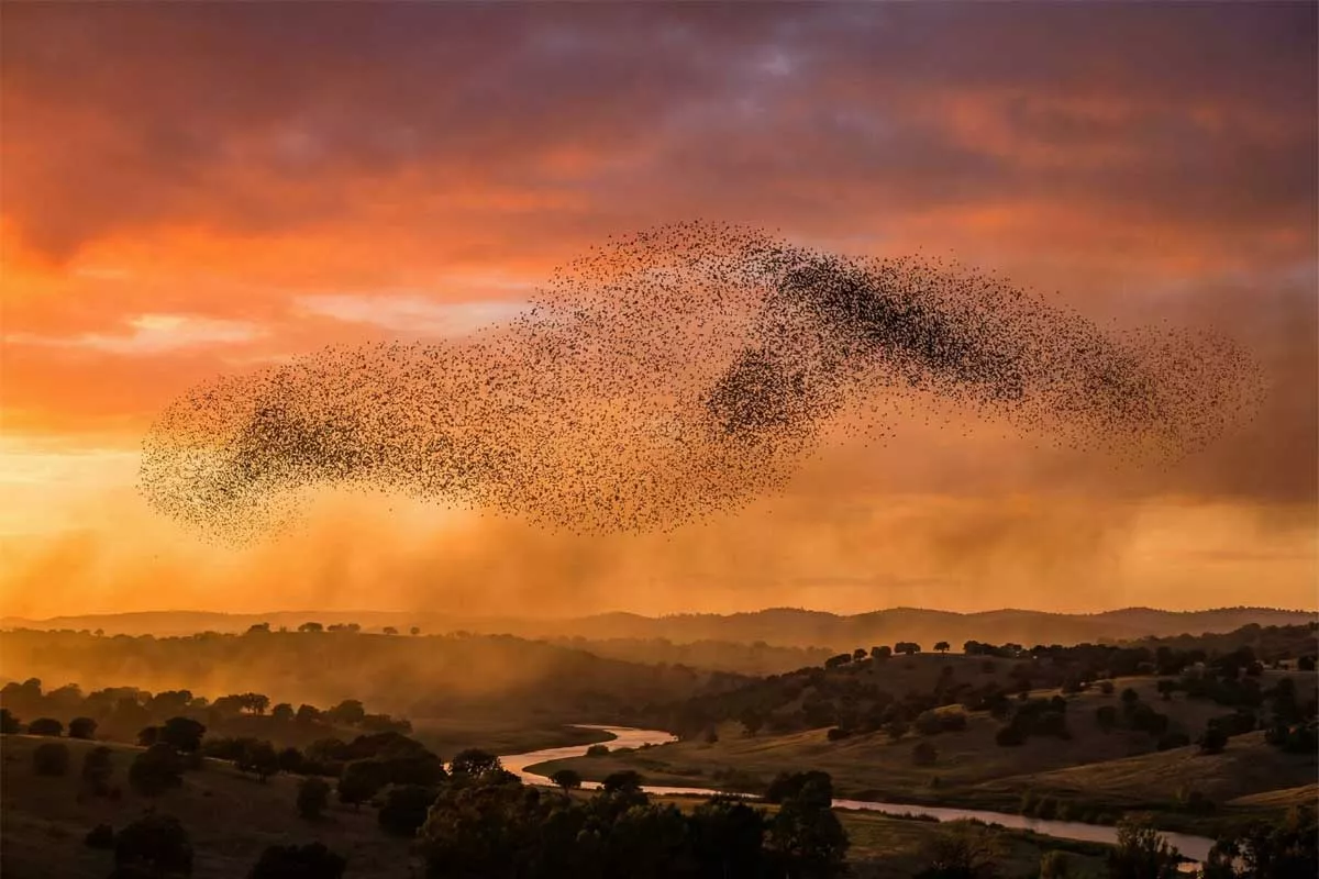 Social Behavior in Birds - 5 Hidden Secrets (Exposed)
