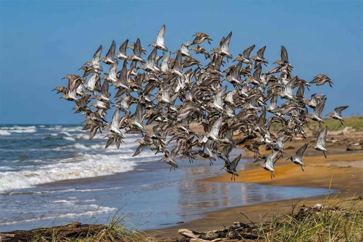 Why Do Birds Flock? The 3 Hidden Rules of Survival